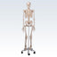 Stan Human Skeleton Anatomical Model | ClinicalPosters