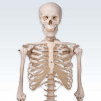 Stan Human Skeleton Anatomical Model | ClinicalPosters