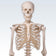 Stan Human Skeleton Anatomical Model | ClinicalPosters