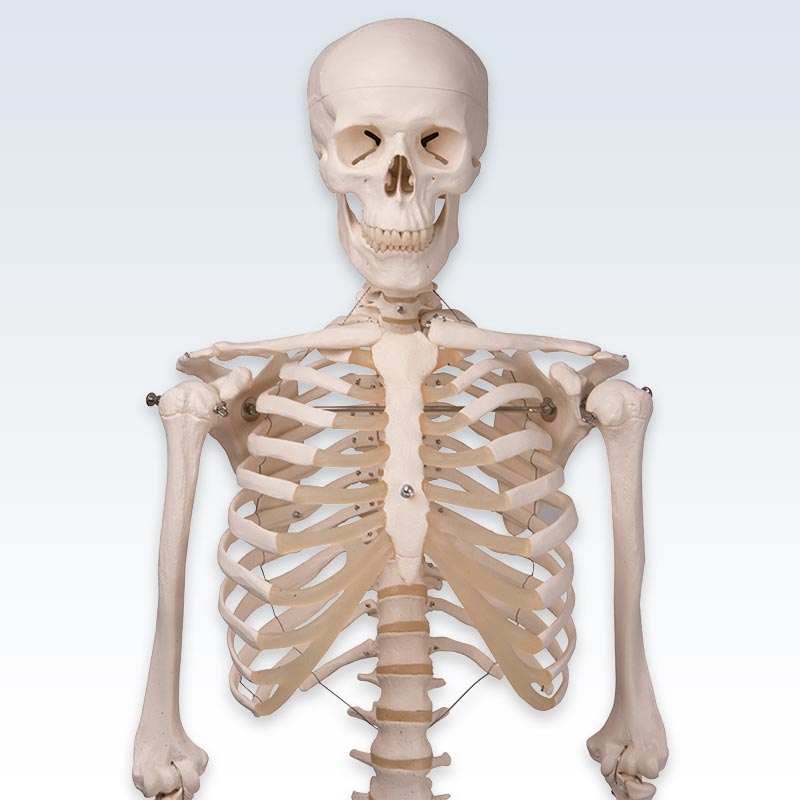 Stan Human Skeleton Anatomical Model | ClinicalPosters