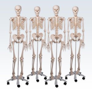 Stan Human Skeleton Anatomical Model | ClinicalPosters