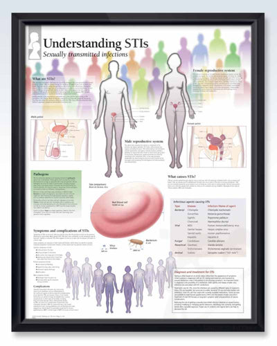 Obstetrics and Gynecology Medical Anatomy Posters | ClinicalPosters