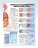 Laminated Sexually Transmitted Infections Anatomy Posters