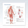 Systems of the Human Body Spiral Flip Chart | ClinicalPosters