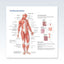 Systems of the Human Body Spiral Flip Chart | ClinicalPosters