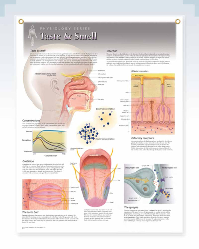Taste and Smell Anatomy Poster | ClinicalPosters