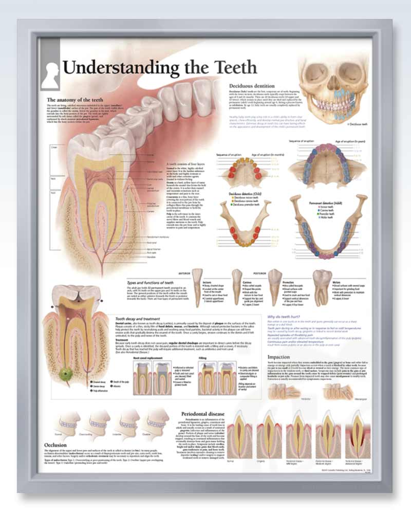 Understanding the Teeth Exam-Room Anatomy Poster | ClinicalPosters
