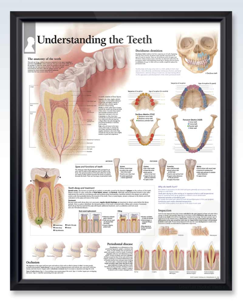 Understanding the Teeth Exam-Room Anatomy Poster | ClinicalPosters