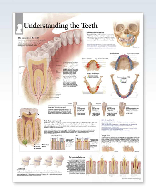 Understanding the Teeth Exam-Room Anatomy Poster | ClinicalPosters