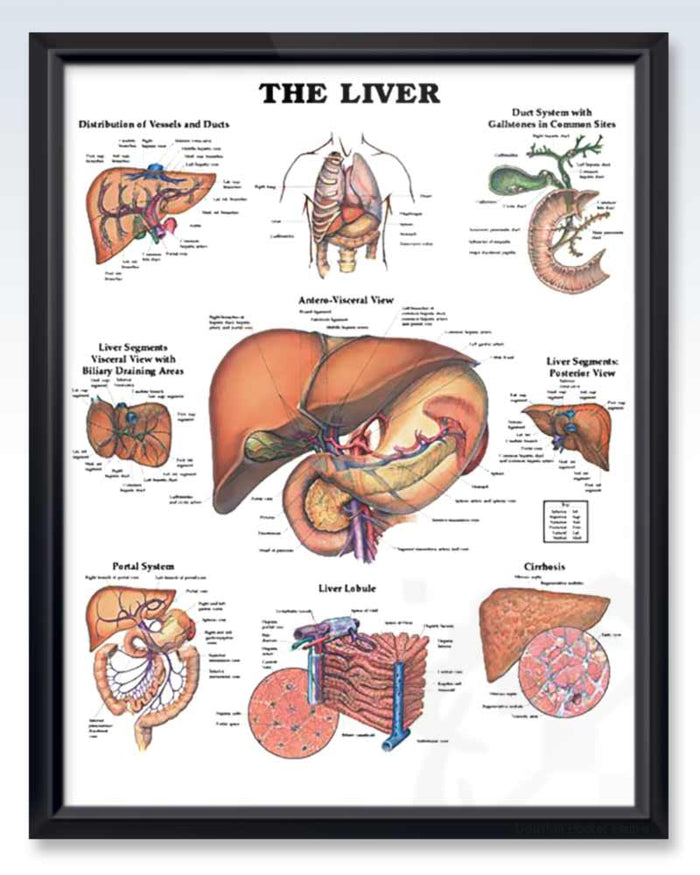 Gastroenterologist Medical Anatomy Posters – ClinicalPosters