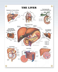 Laminated Liver Anatomy Posters | ClinicalPosters