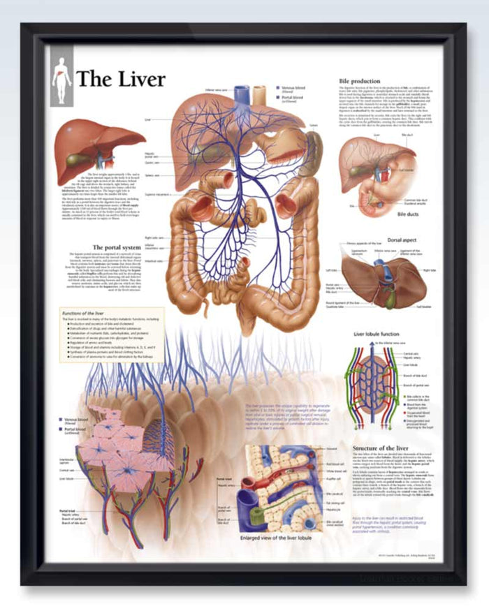 The Liver Exam-Room Anatomy Poster | ClinicalPosters