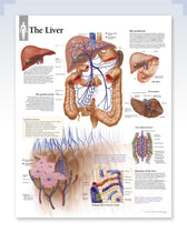 The Liver Exam-Room Anatomy Poster | ClinicalPosters