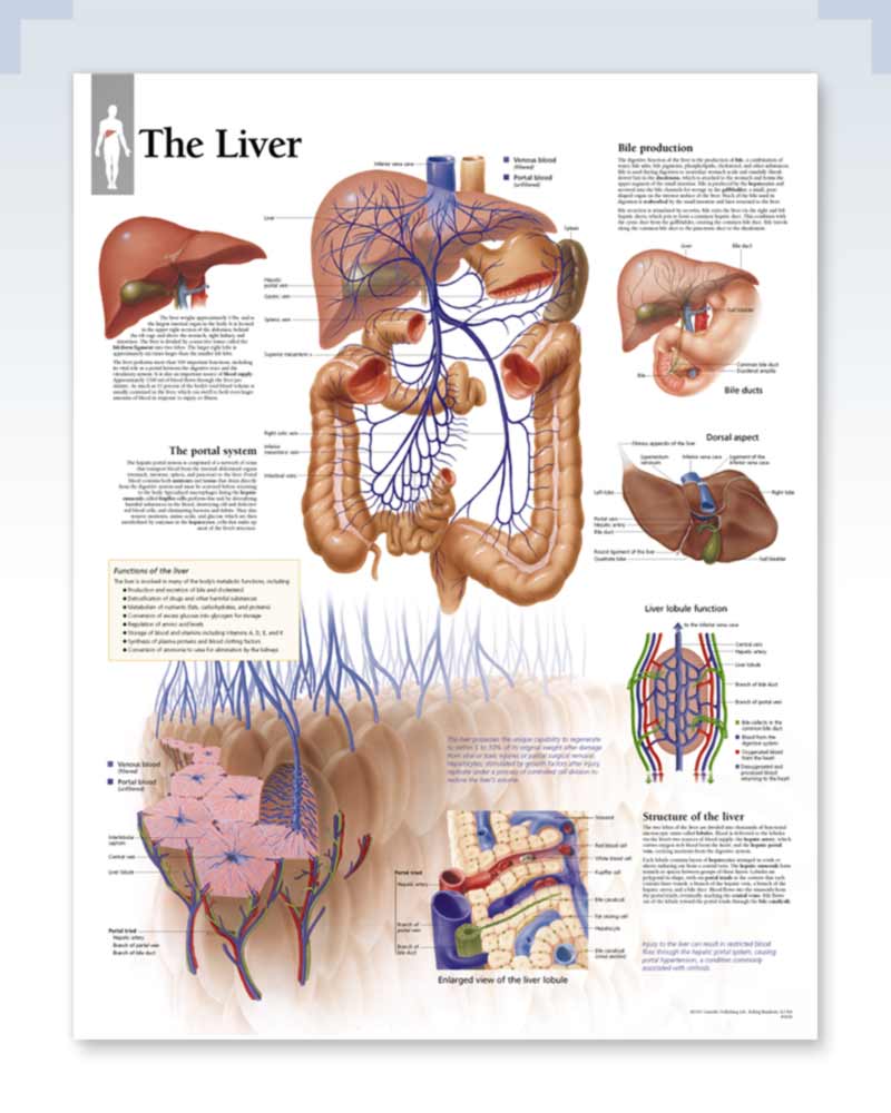 The Liver Exam-Room Anatomy Poster | ClinicalPosters