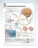 Understanding Depression Exam-Room Anatomy Poster | ClinicalPosters
