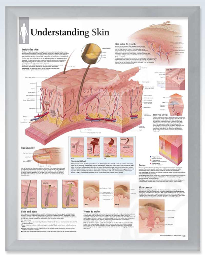 Understanding Skin Exam-Room Anatomy Posters | ClinicalPosters