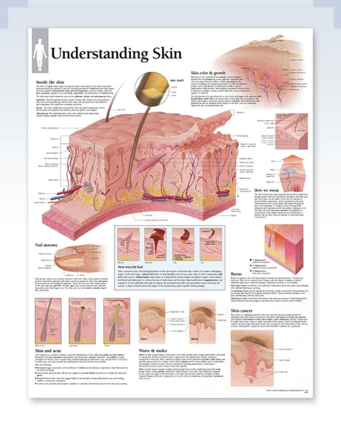 Understanding Skin Exam-Room Anatomy Posters | ClinicalPosters
