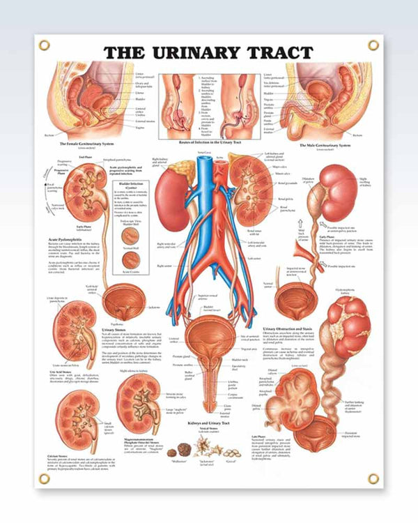 Laminated Urinary Tract Anatomy Posters | ClinicalPosters