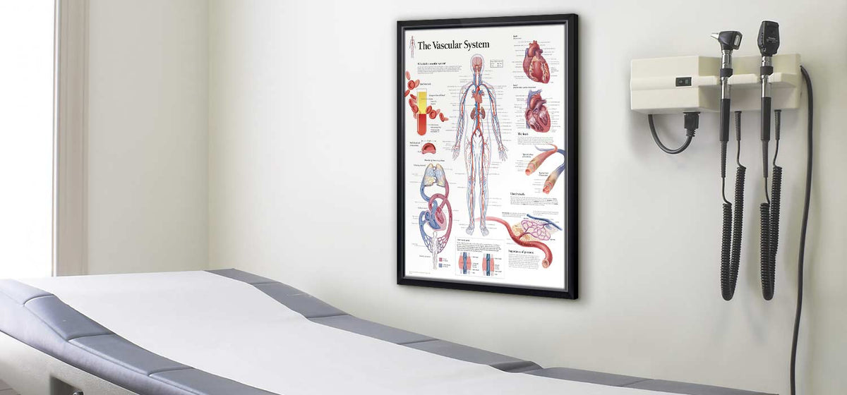 The Vascular System Anatomy Poster | ClinicalPosters