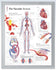 The Vascular System Anatomy Poster | ClinicalPosters