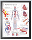 The Vascular System Anatomy Poster | ClinicalPosters
