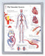 The Vascular System Anatomy Poster | ClinicalPosters