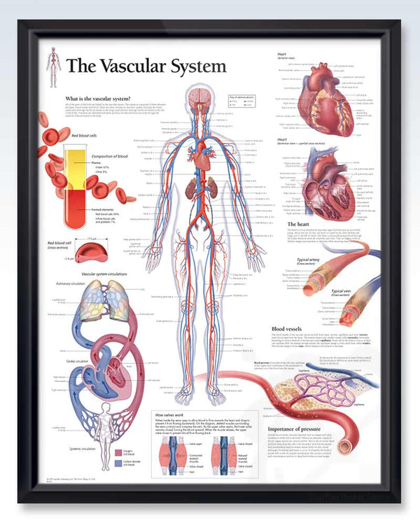 The Vascular System Anatomy Poster | ClinicalPosters