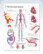 The Vascular System Anatomy Poster | ClinicalPosters