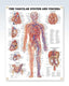 Laminated Vascular System Viscera Anatomy Posters | ClinicalPosters